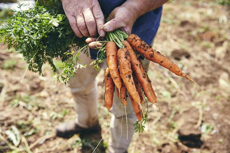 Why Is Organic Important And What Does It Mean Organic UK Why Is Organic Important And What Does It Mean Organic UK